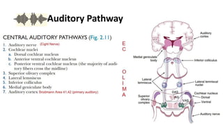 Physiology of Auditory System.pptx