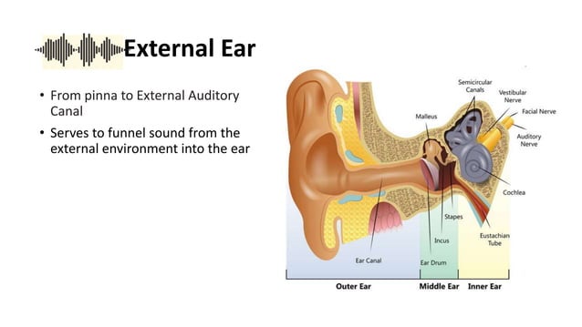 Physiology of Auditory System.pptx