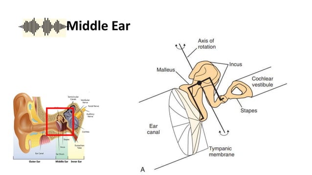 Physiology of Auditory System.pptx