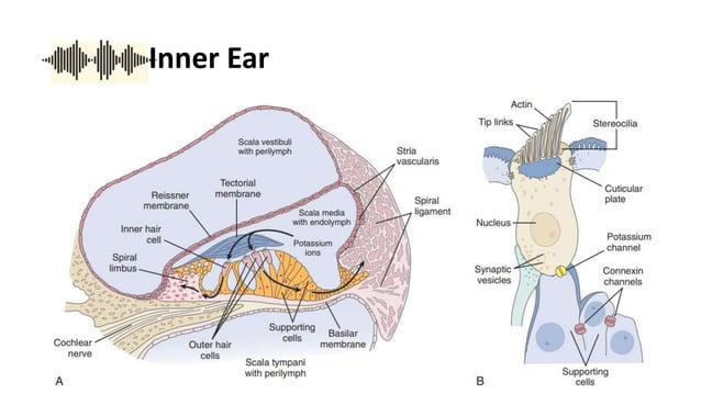 Physiology of Auditory System.pptx