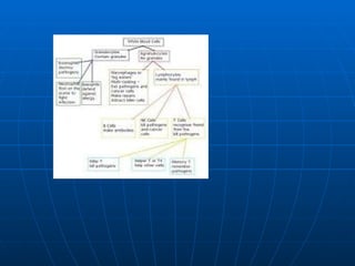 cvs Physiology-of-cardiovascular-System.ppt