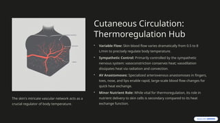 Physiology-of-Circulation-Across-Special-Regions (4).pptx