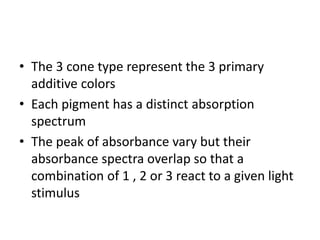 Physiology of colour vision | PPTX