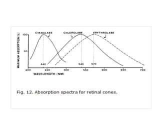 Physiology of colour vision | PPTX