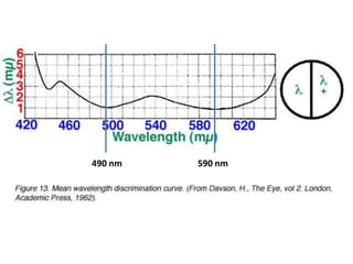 Physiology of colour vision | PPTX