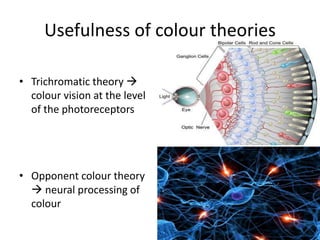 Physiology of colour vision | PPTX