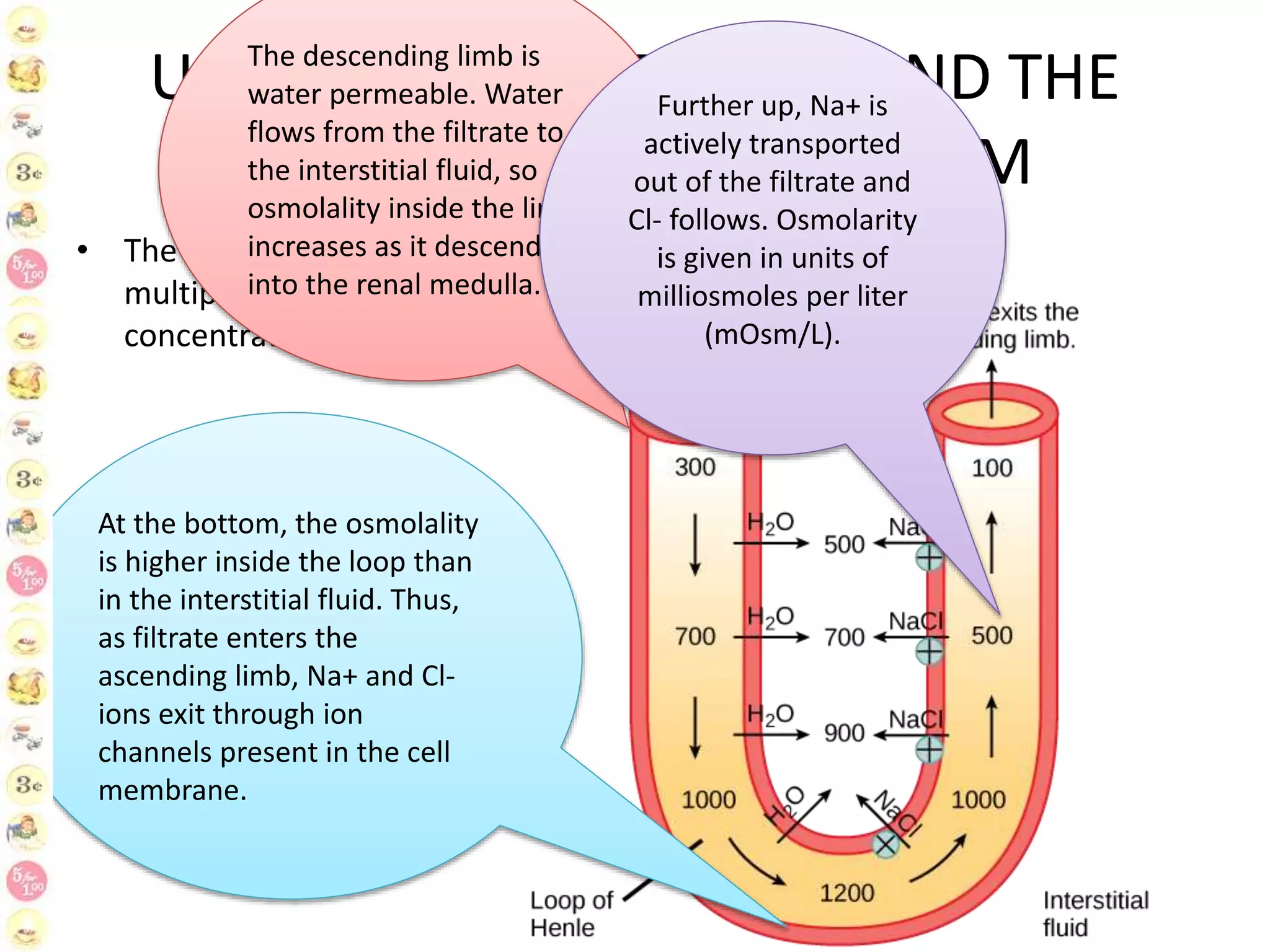 Physiology of kidney | PPTX
