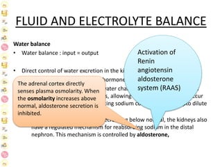 Physiology of kidney | PPTX