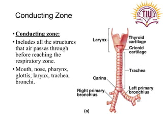 Physiology-of-Respiratory.pdf
