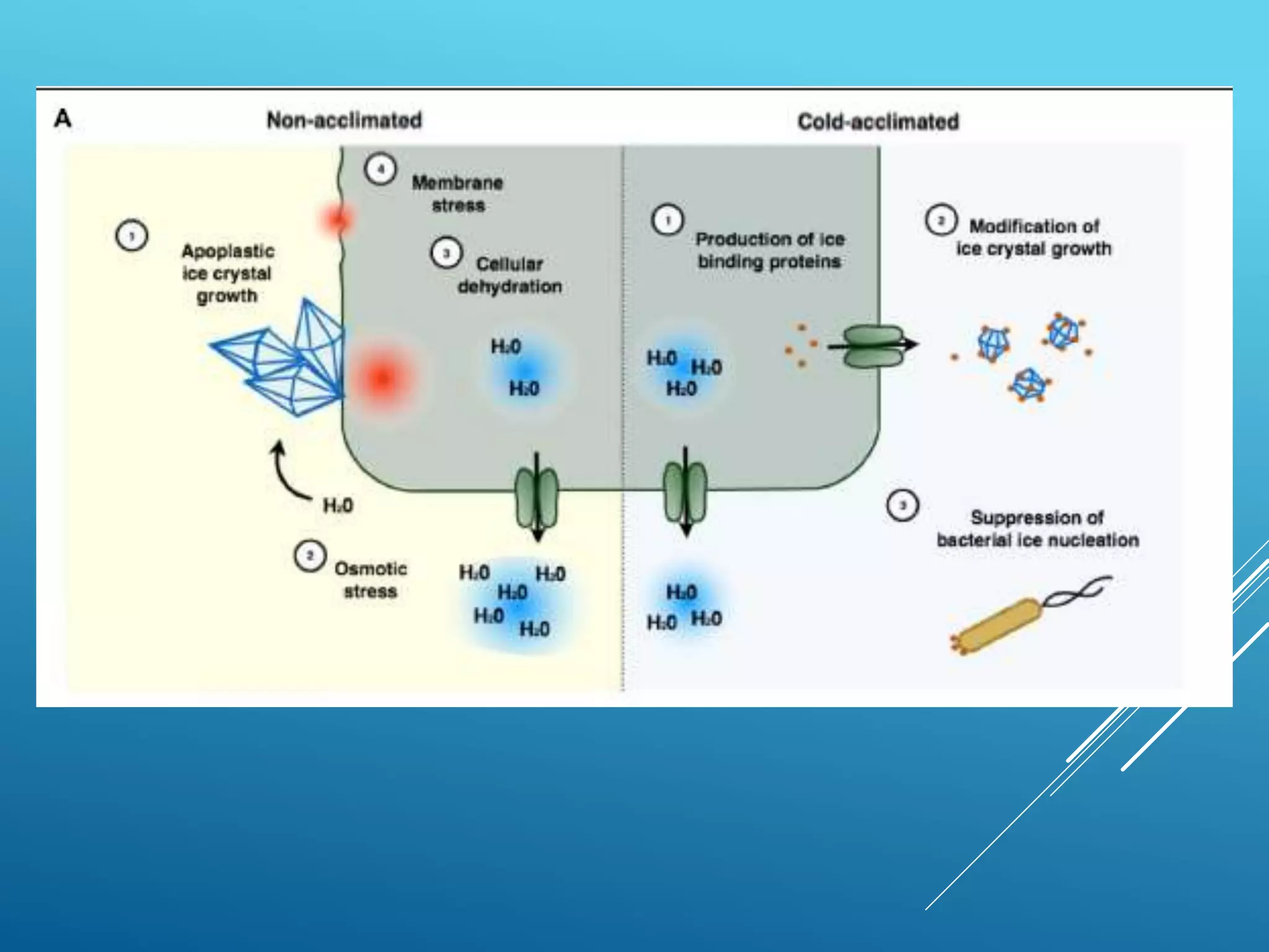 Phase transition - ice nucleation and super cooling in plants | PPTX