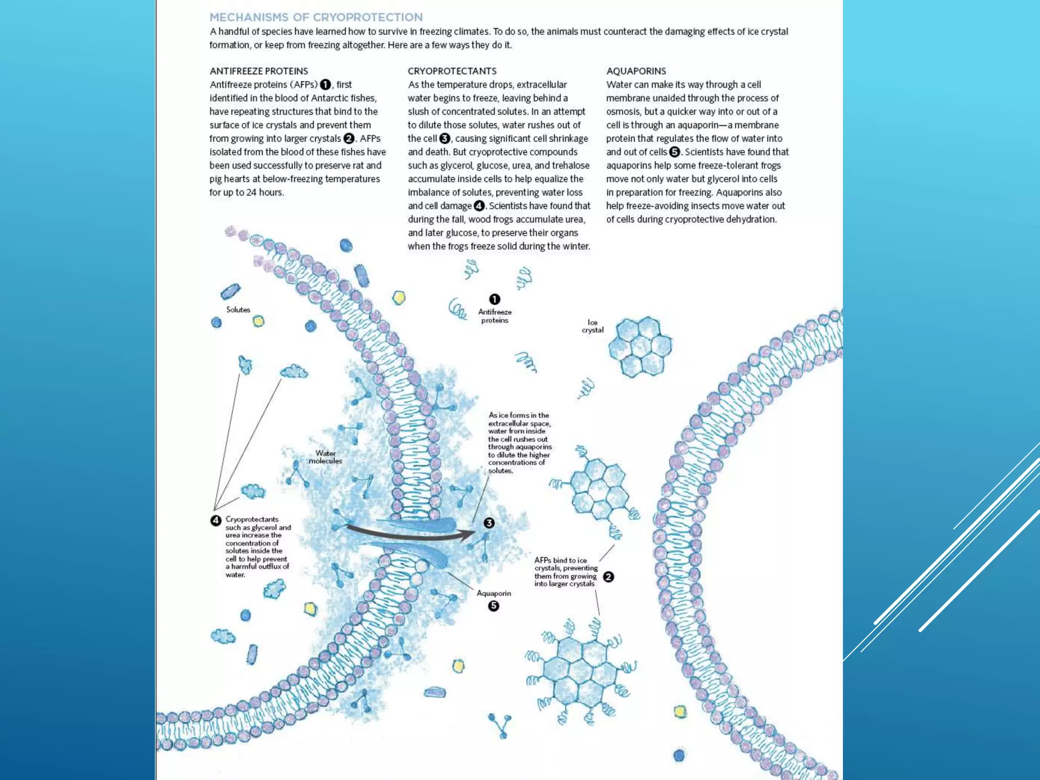 Phase transition - ice nucleation and super cooling in plants | PPTX