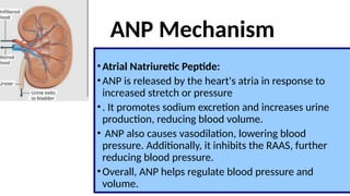 Physiology-renal control of blood pressure | PPTX