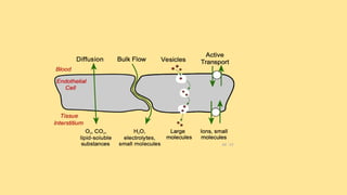 physiology 1 T3T4 & Jaundice & capillary circulation سؤال.pptx