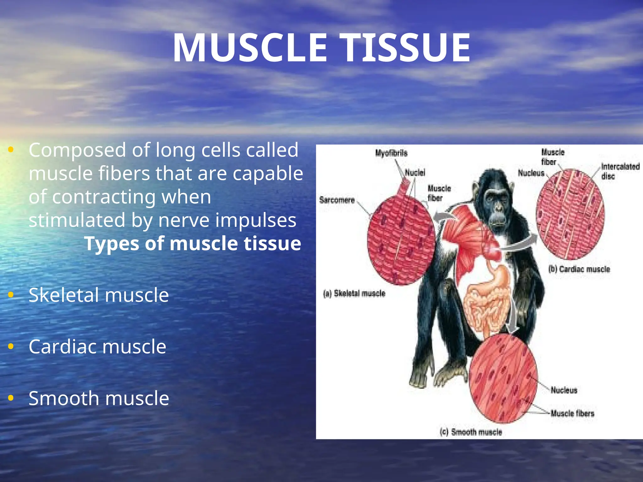 Introduction of animal physiology in vertebrates | PPT