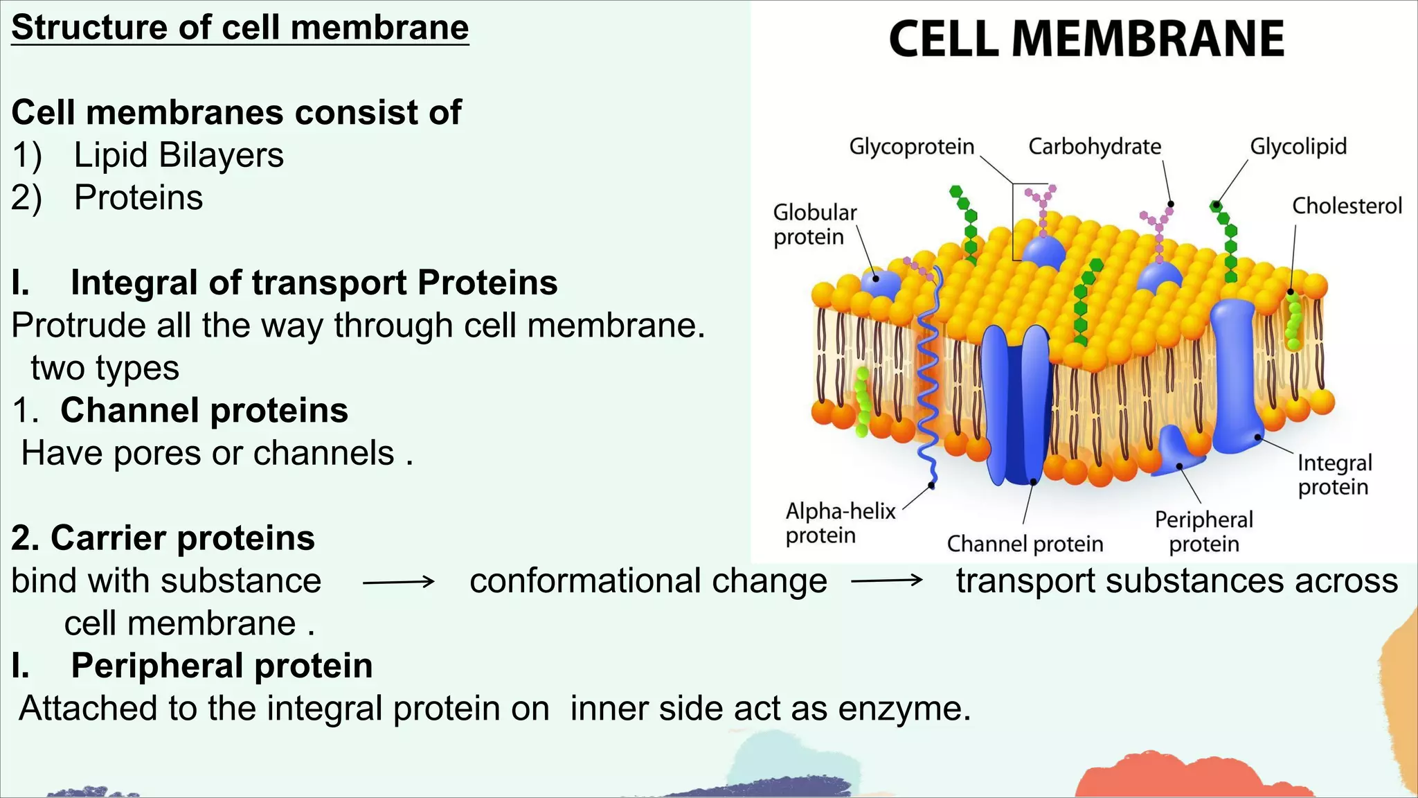 Physiology of membrane physiology nerve and muscles | PDF