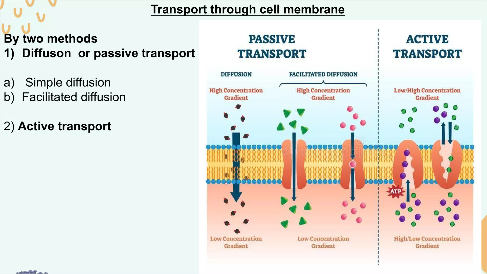 Physiology of membrane physiology nerve and muscles | PPT