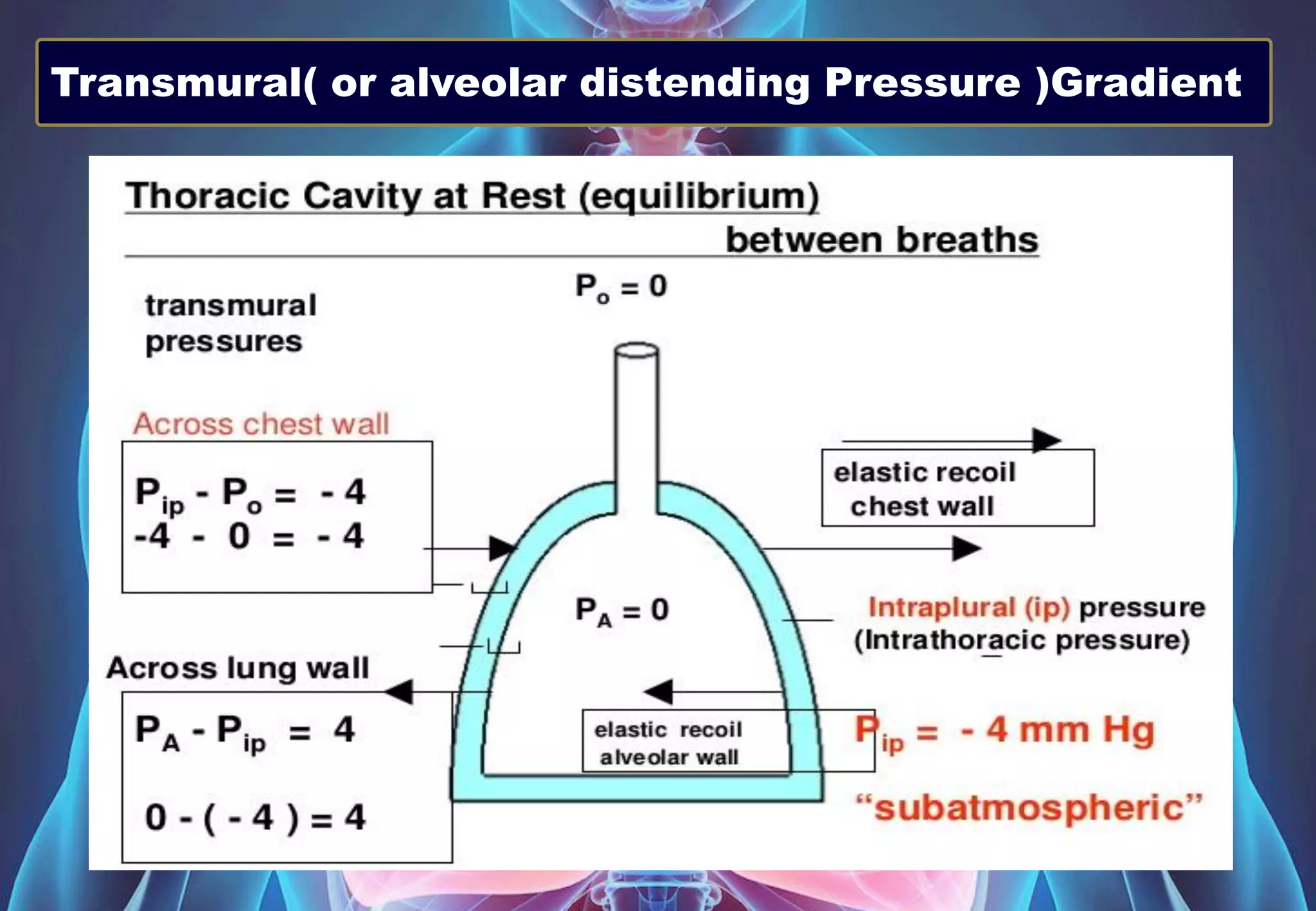 physiology26-respiratory system1.pdf