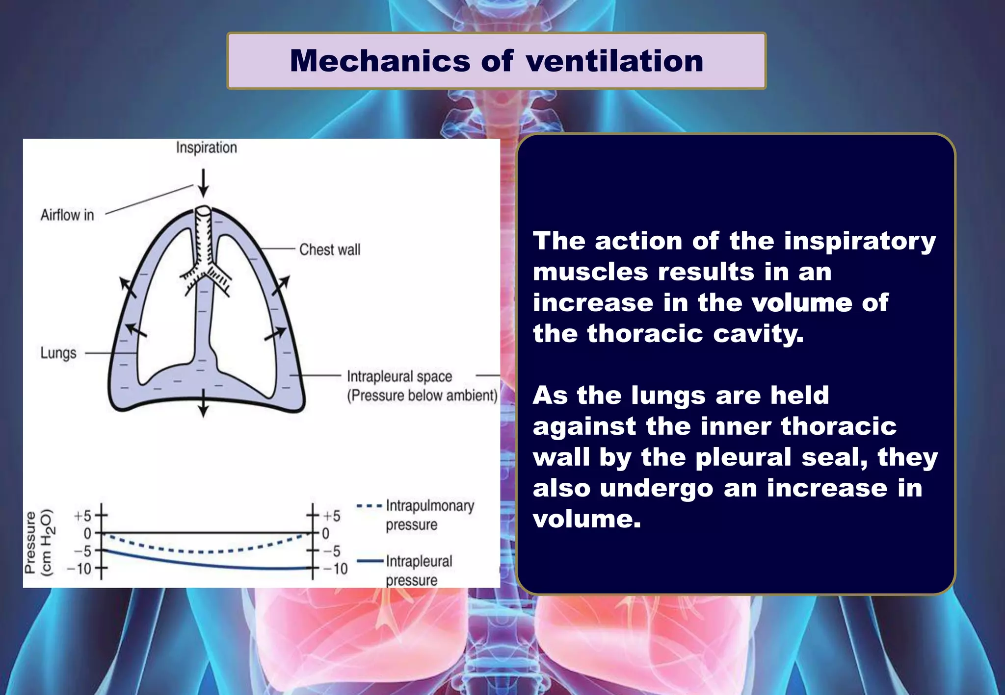 physiology26-respiratory system1.pdf