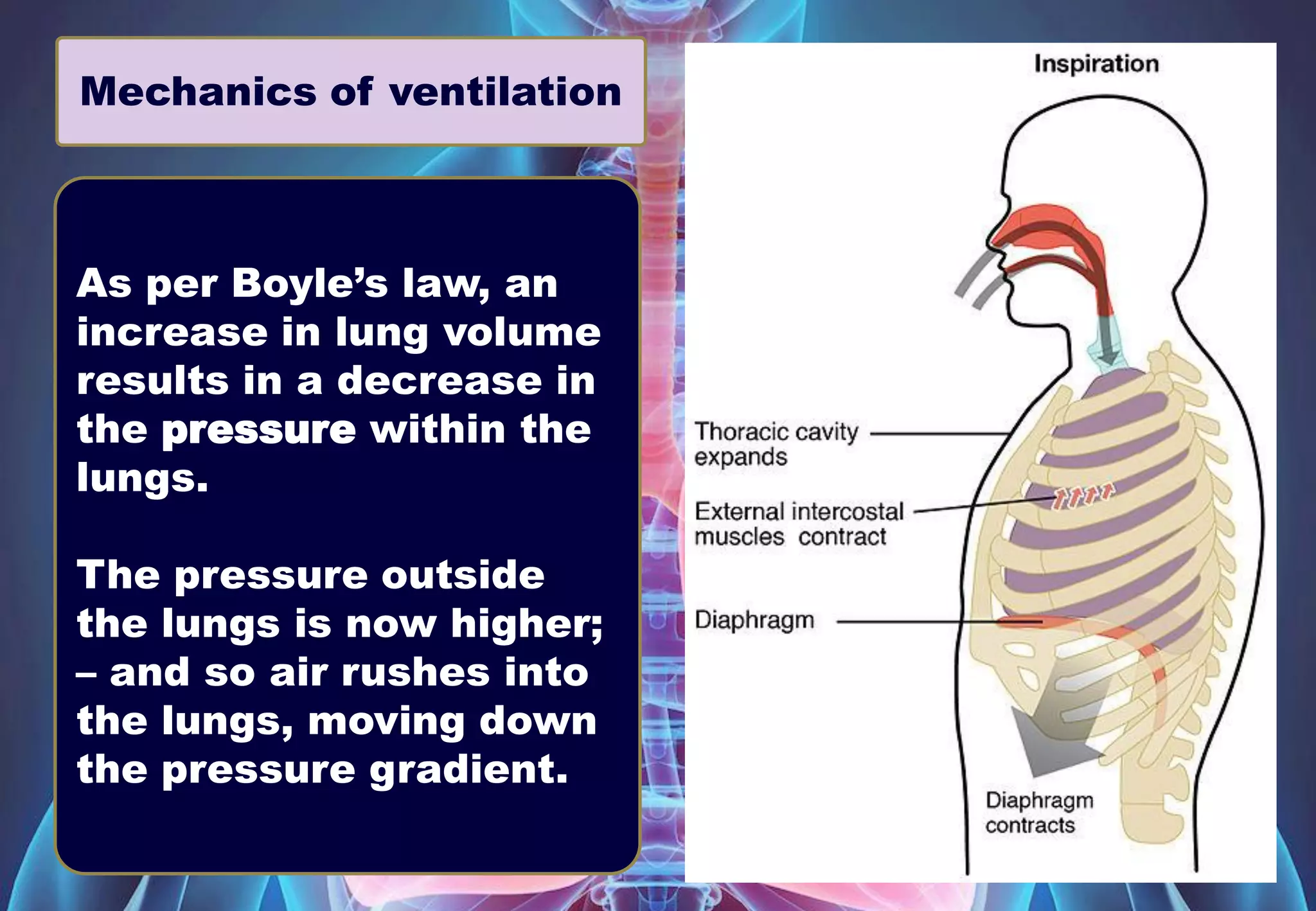 physiology26-respiratory system1.pdf