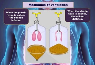 physiology26-respiratory system1.pdf