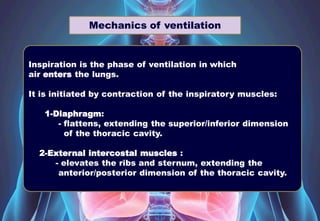 physiology26-respiratory system1.pdf