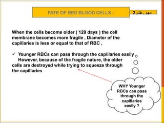 PHYSIOLOGY .pdf | Blood Disorders | Diseases and Conditions