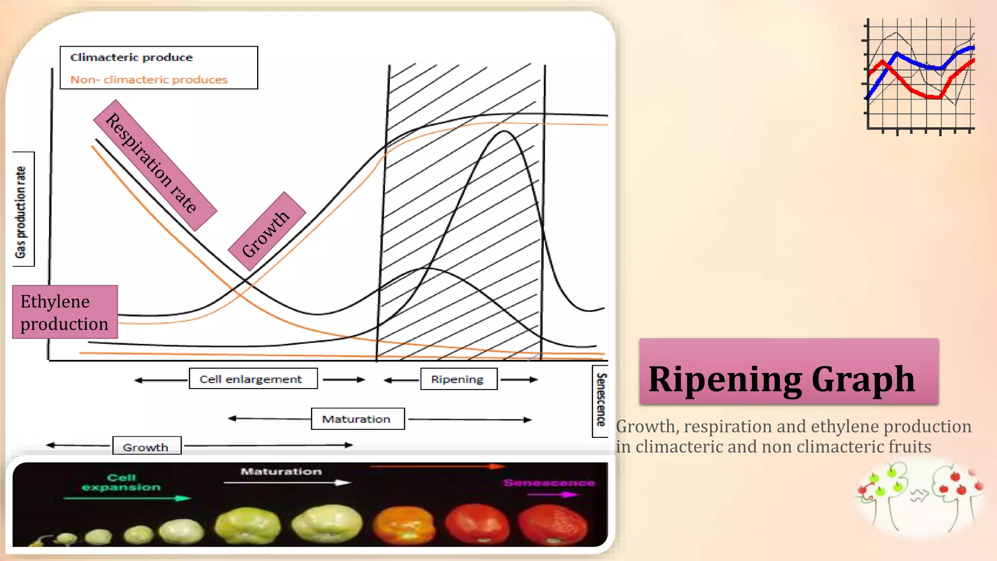 Physiology and biochemistry of ripening fruit | PPTX