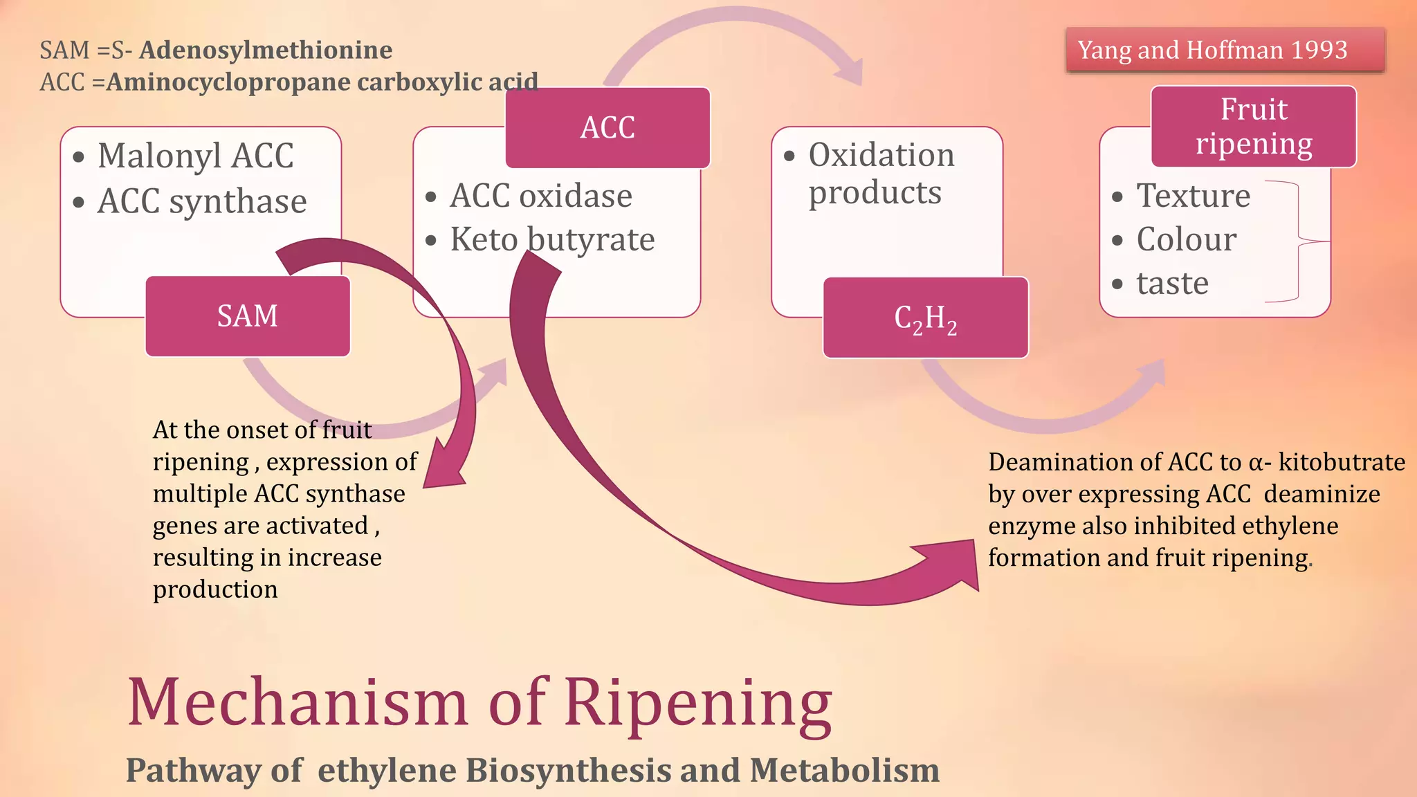 Physiology and biochemistry of ripening fruit | PPTX