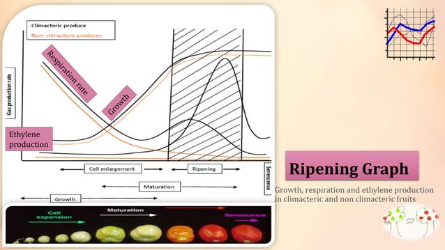 Physiology and biochemistry of ripening fruit | PPTX