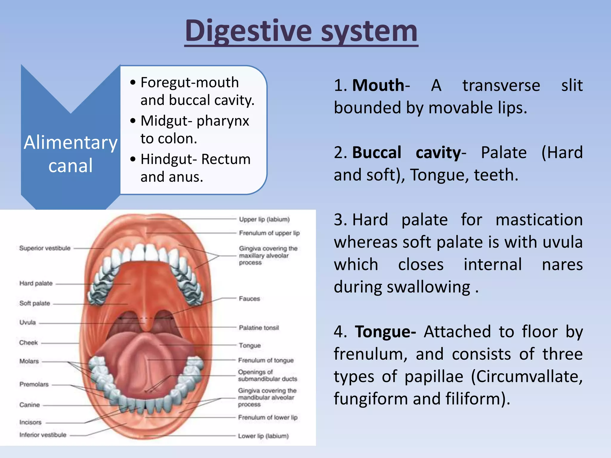 digestive system by Hukam | PPTX