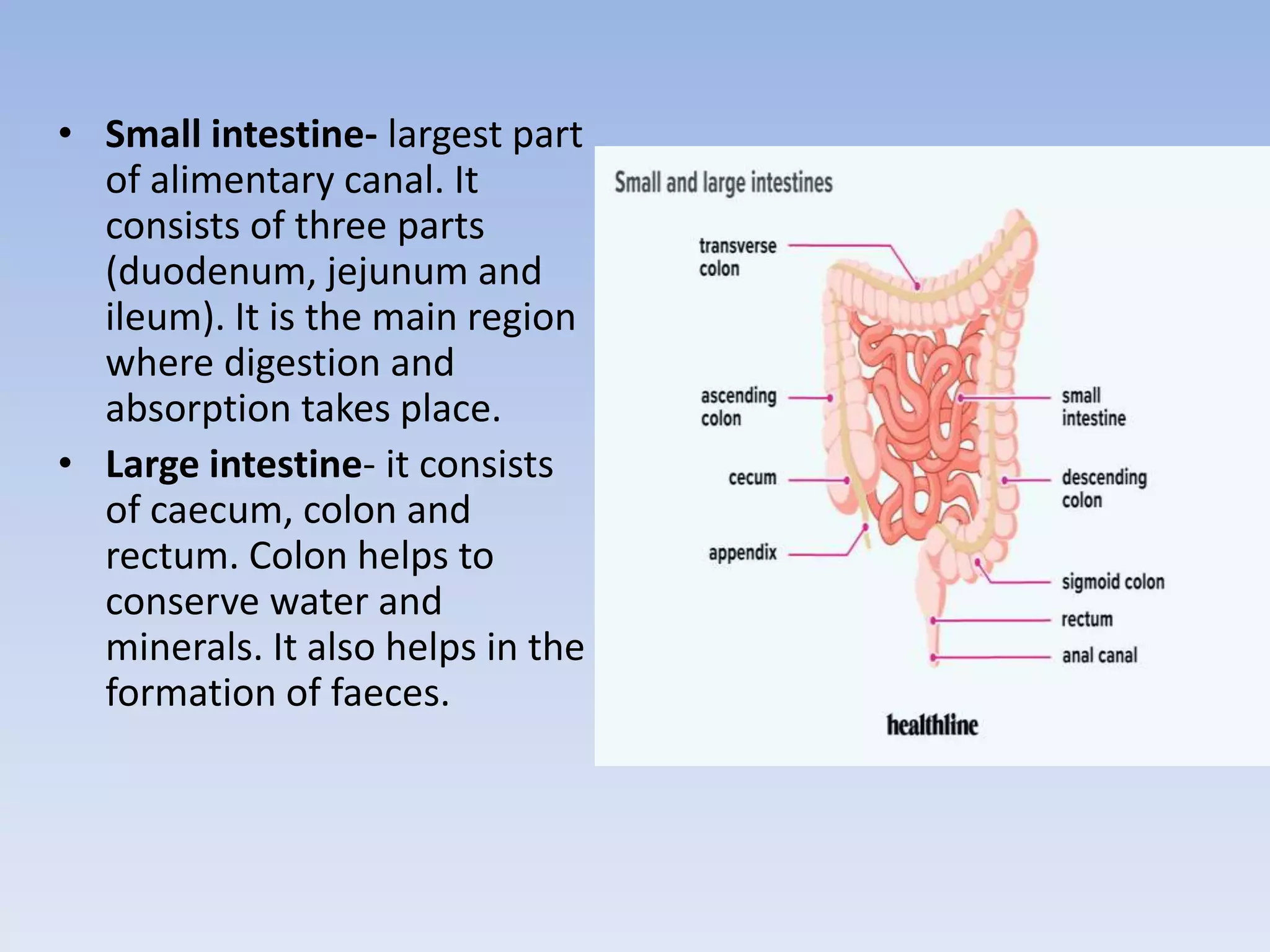 digestive system by Hukam | PPTX