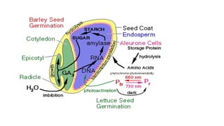 physiologyandbiochemistryofseedgermination-220416181315.pptx