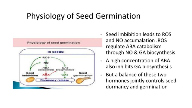 PHYSIOLOGY AND BIOCHEMISTRY OF SEED GERMINATION.pptx | Gardening | Home ...
