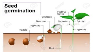 PHYSIOLOGY AND BIOCHEMISTRY OF SEED GERMINATION.pptx