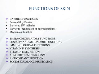 Functions Of The Skin