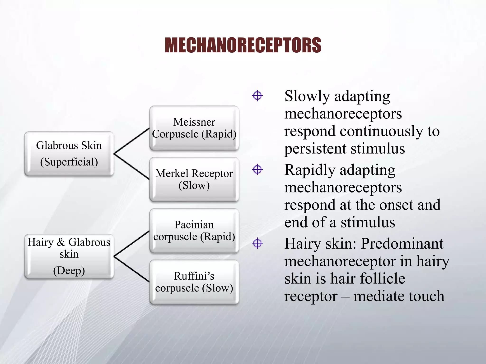 physiologyandfunctionsofskin-171225052733 (1).pdf