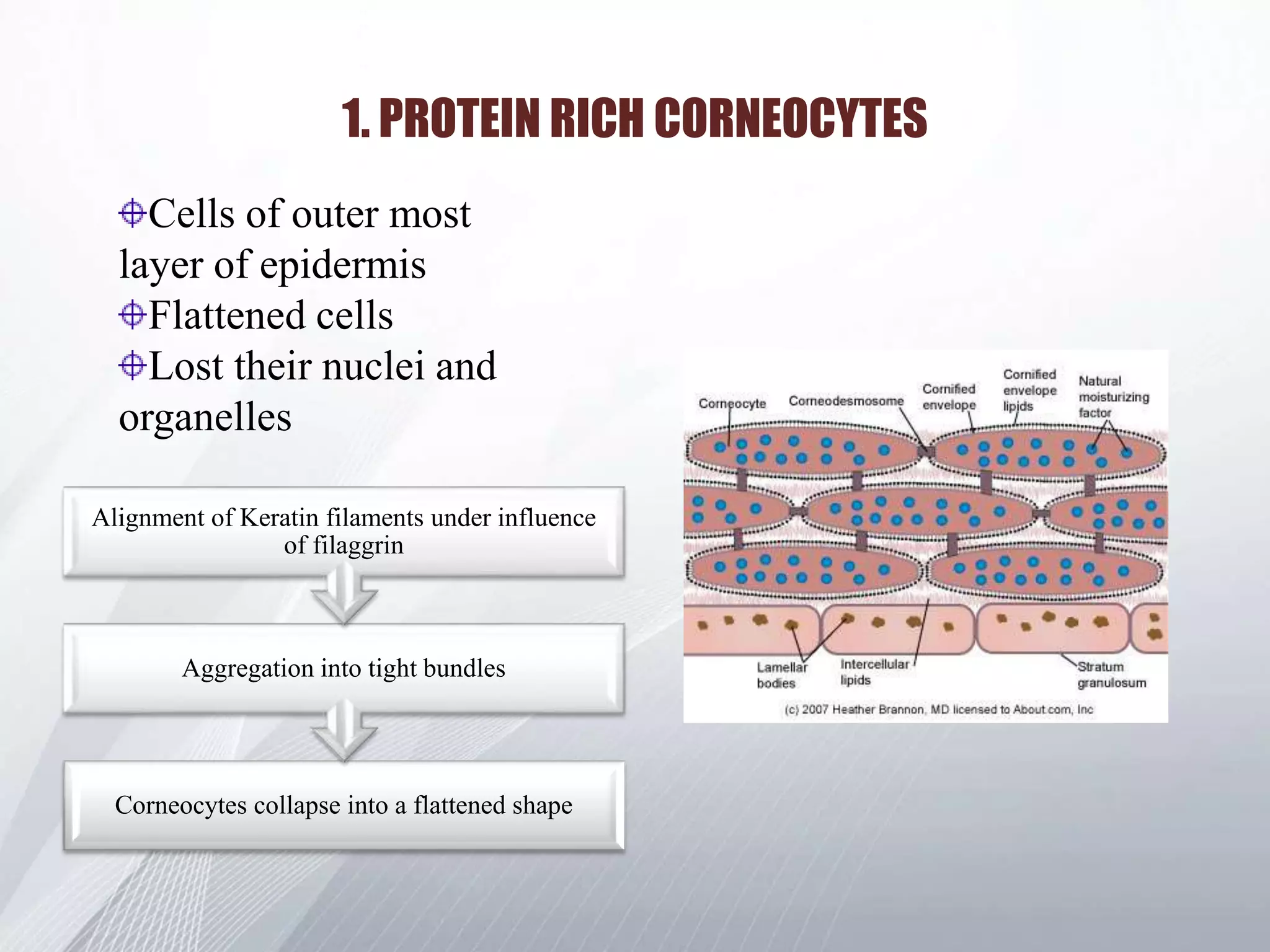 physiologyandfunctionsofskin-171225052733 (1).pdf