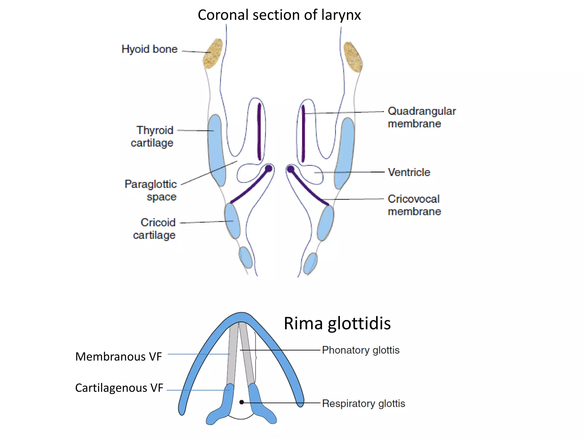Physiology and neuroanatomy of phonation | PDF