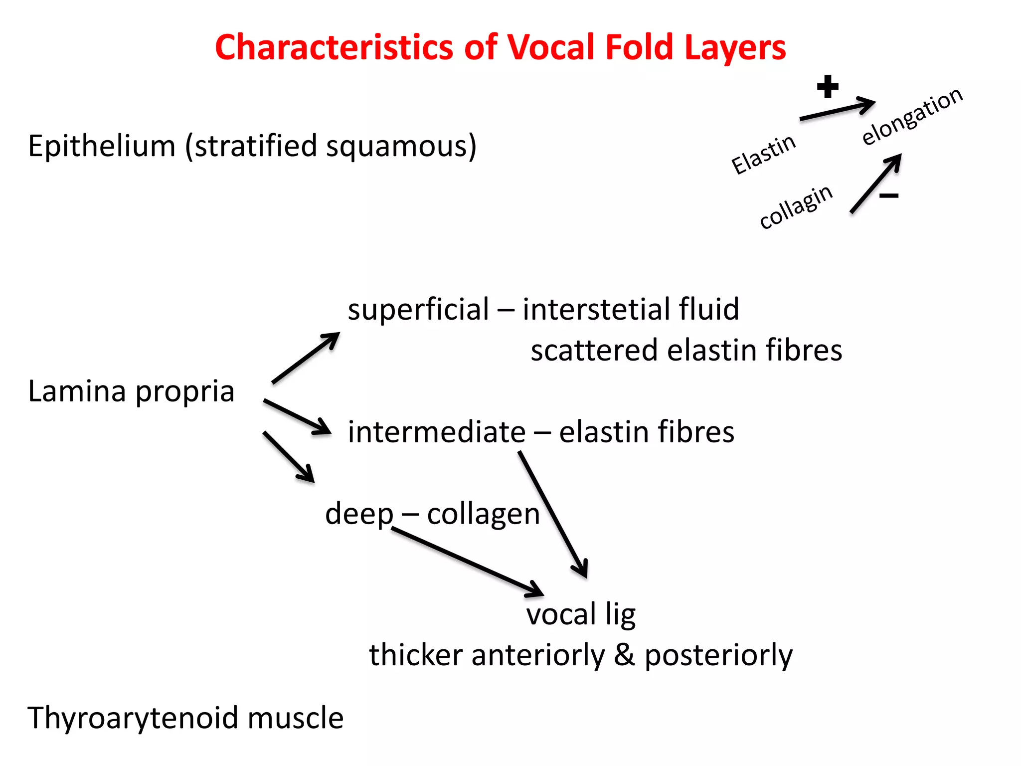 Physiology and neuroanatomy of phonation | PDF