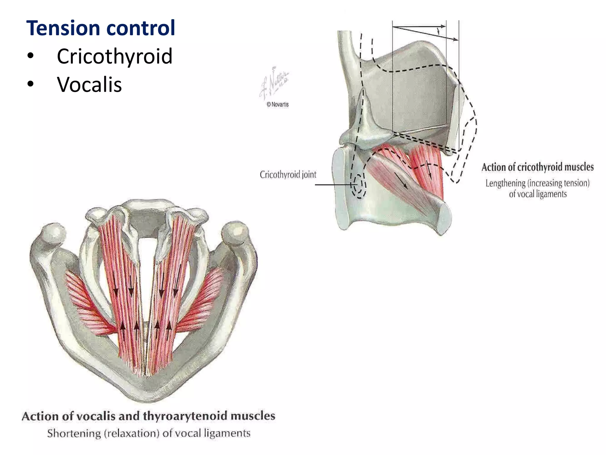 Physiology and neuroanatomy of phonation | PDF
