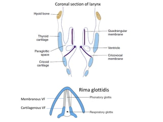 Physiology and neuroanatomy of phonation | PDF