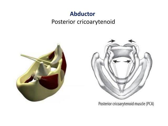 Physiology and neuroanatomy of phonation | PDF | Ear, Nose and Throat ...