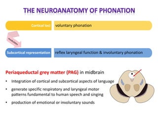 Physiology and neuroanatomy of phonation | PDF