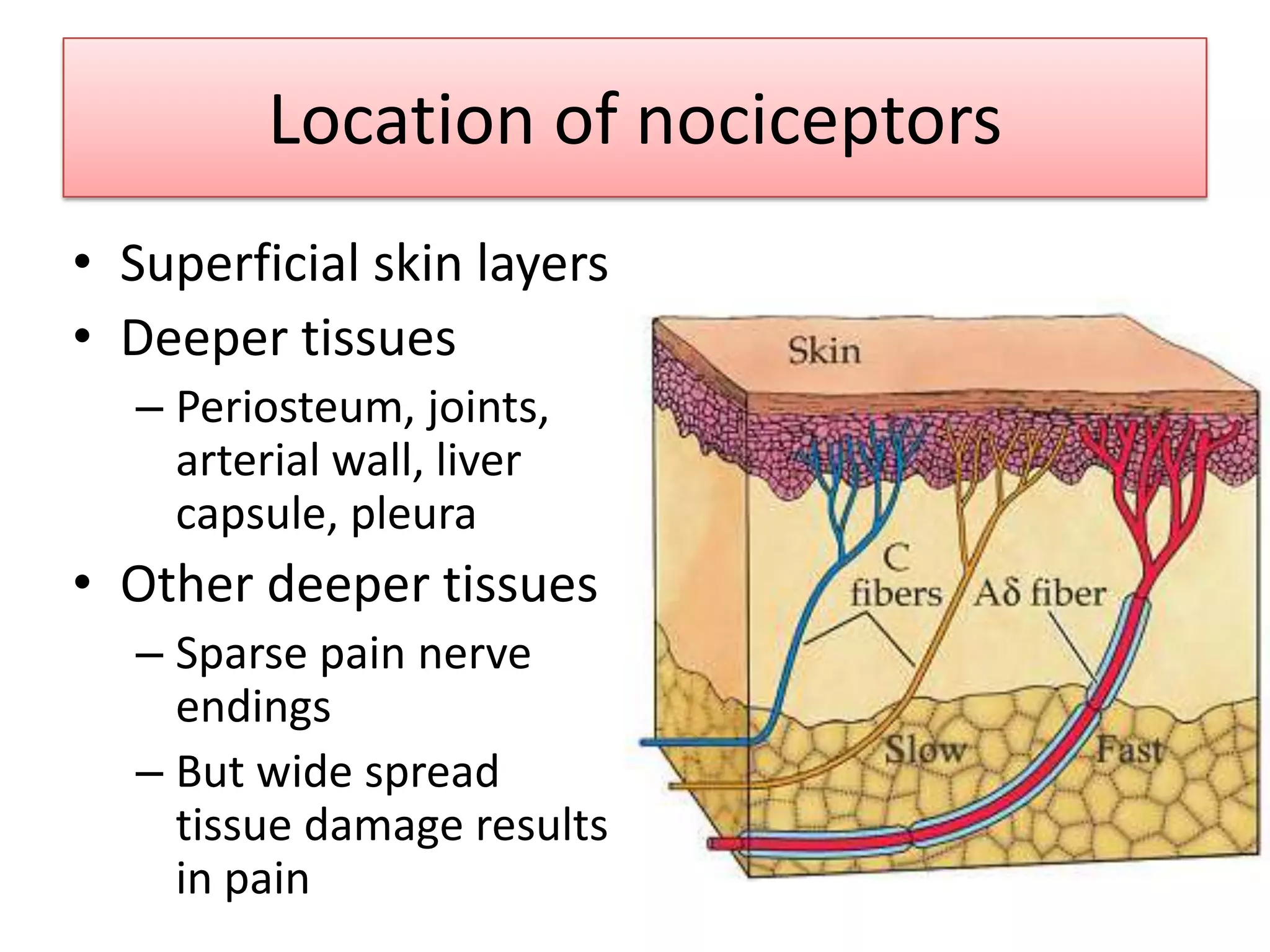 Physiology and pharmacology of pain | PPTX