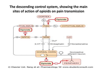 Physiology and pharmacology of pain | PPTX