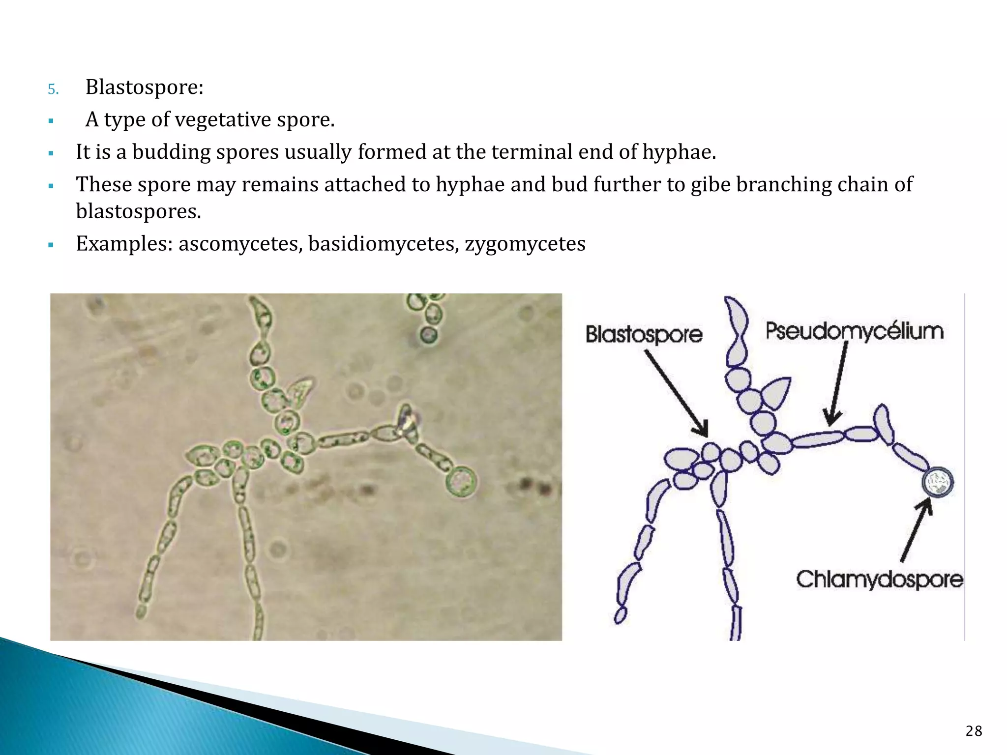 Physiology and reproduction in fungi | PPTX