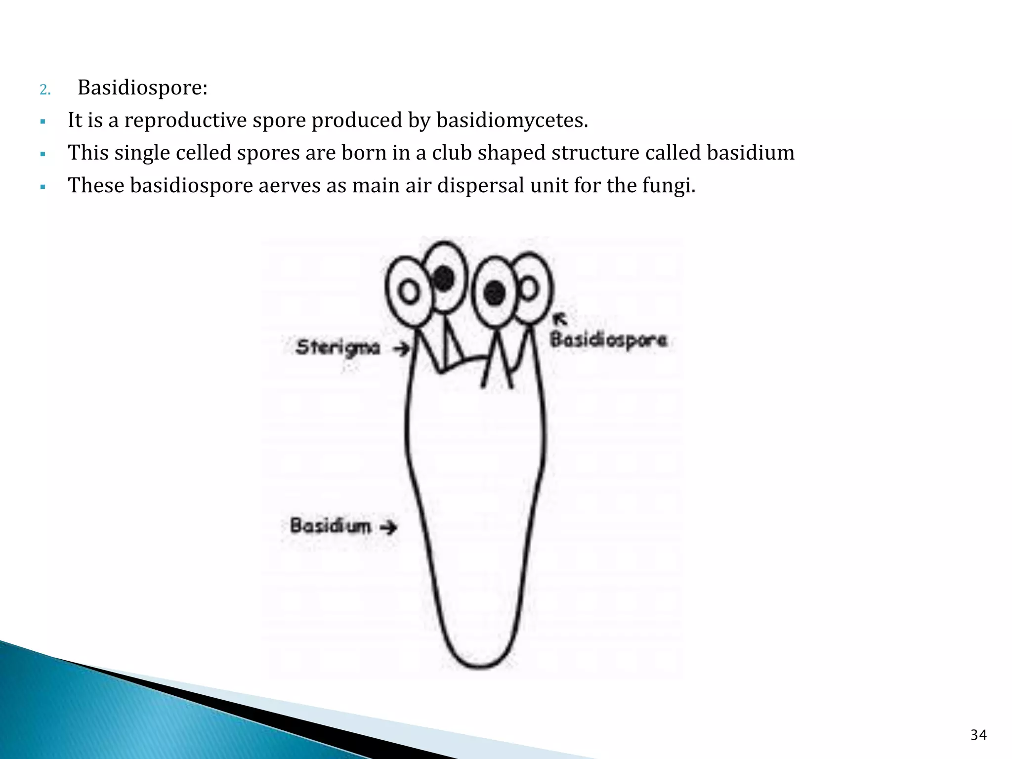 Physiology and reproduction in fungi | PPTX