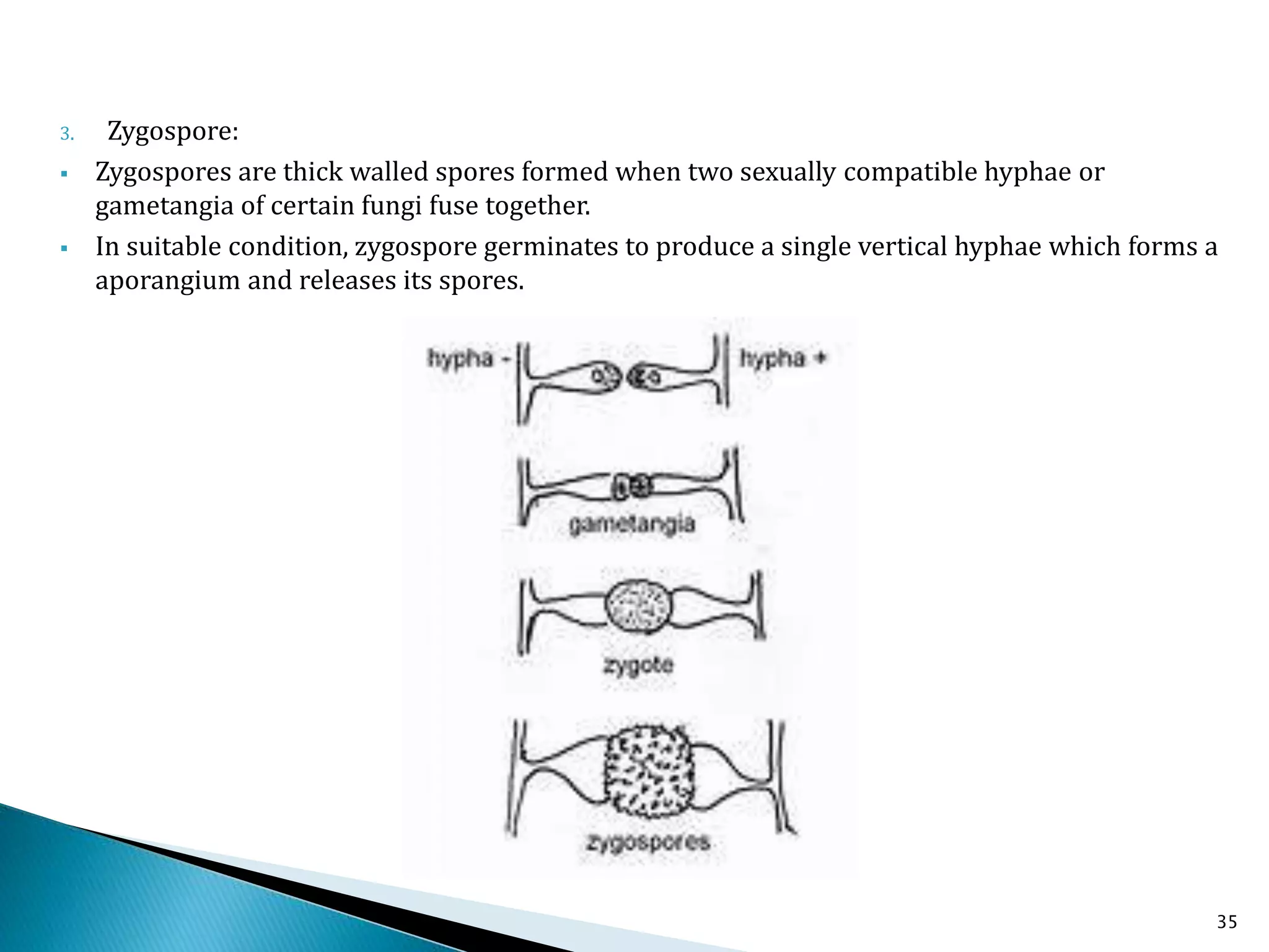 Physiology and reproduction in fungi | PPTX