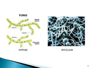 Physiology and reproduction in fungi | PPTX