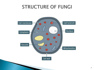 Physiology and reproduction in fungi | PPTX